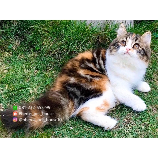 Jual Kucing Persia Calico Marble #pherospethouse | Shopee Indonesia