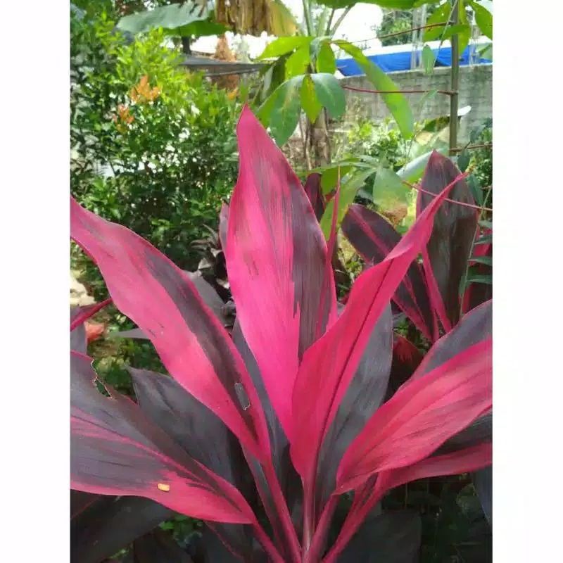 Jual tanaman hias hanjuang merah/andong merah | Shopee Indonesia