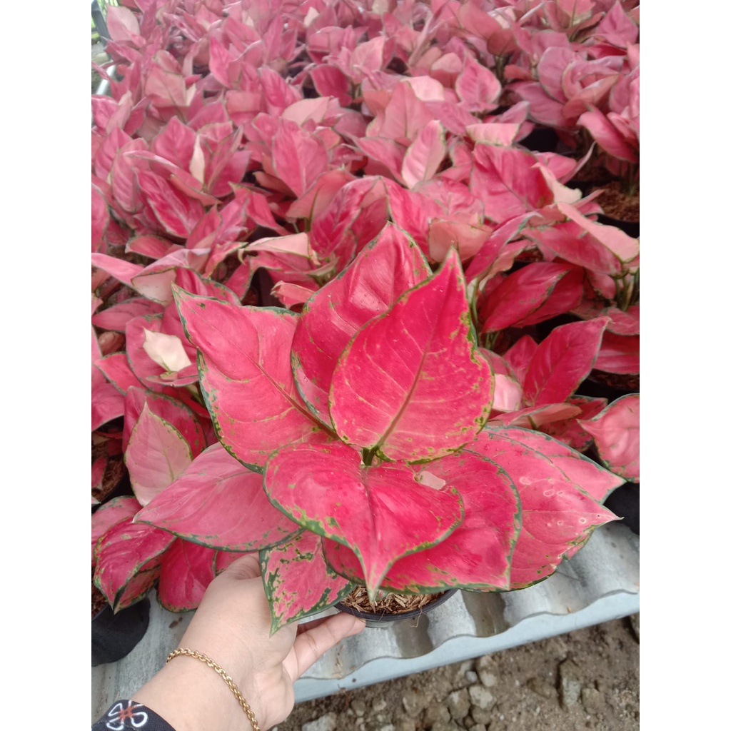 Jual Aglonema Red Anja | Shopee Indonesia