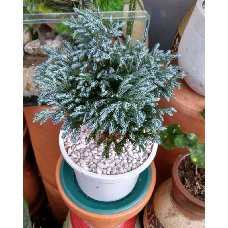 Jual Cemara Perak / Tanaman Hias Cemara Perak Blue | Shopee Indonesia