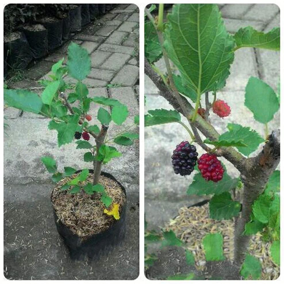Jual Tanaman Bibit Buah Murbey Xx!! | Shopee Indonesia