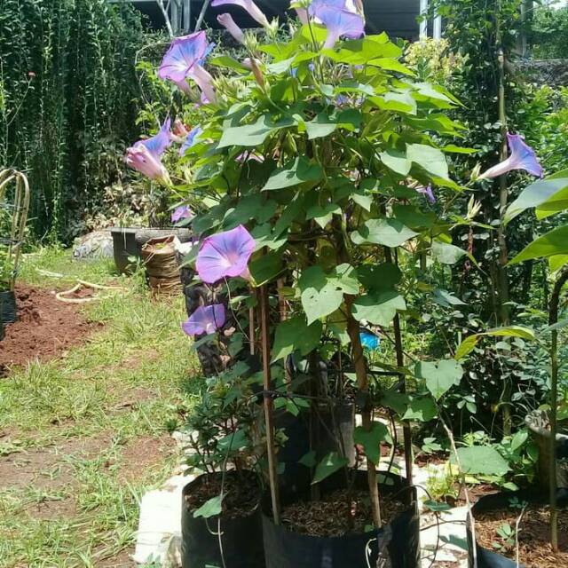 Jual Tanaman hias morning glory blue - tanaman morning glory bunga ungu ...