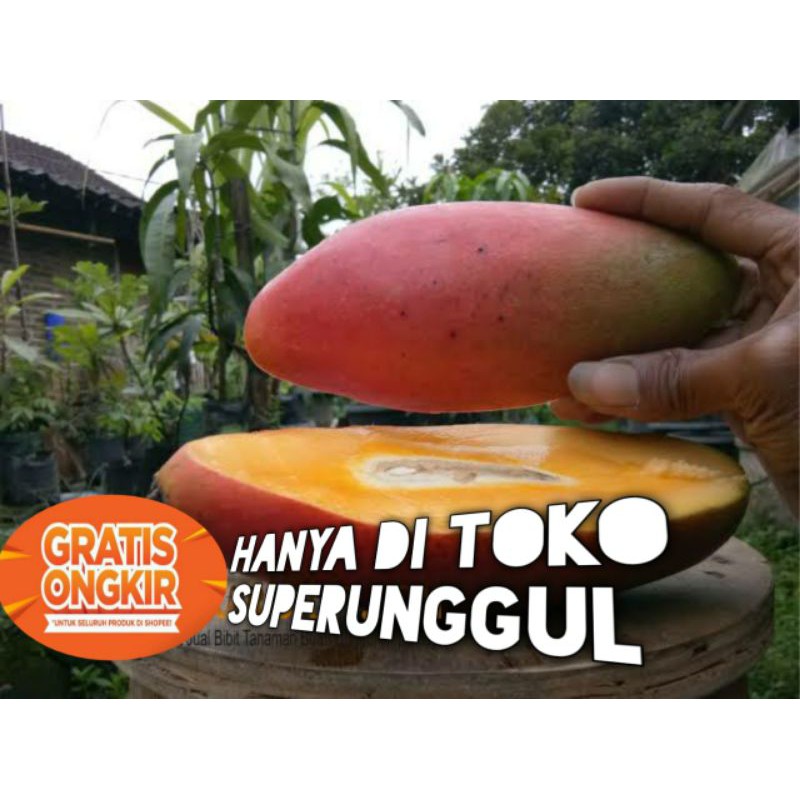 Jual bibit mangga jenis red ivory promo dapat 10 | Shopee Indonesia