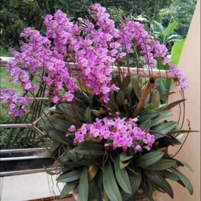 Jual Angrek doritis | Shopee Indonesia