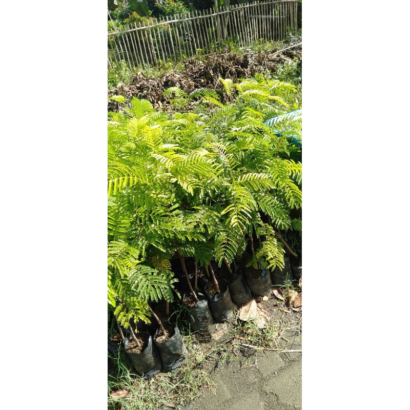 Jual Bibit tanaman petai okulasi | Shopee Indonesia