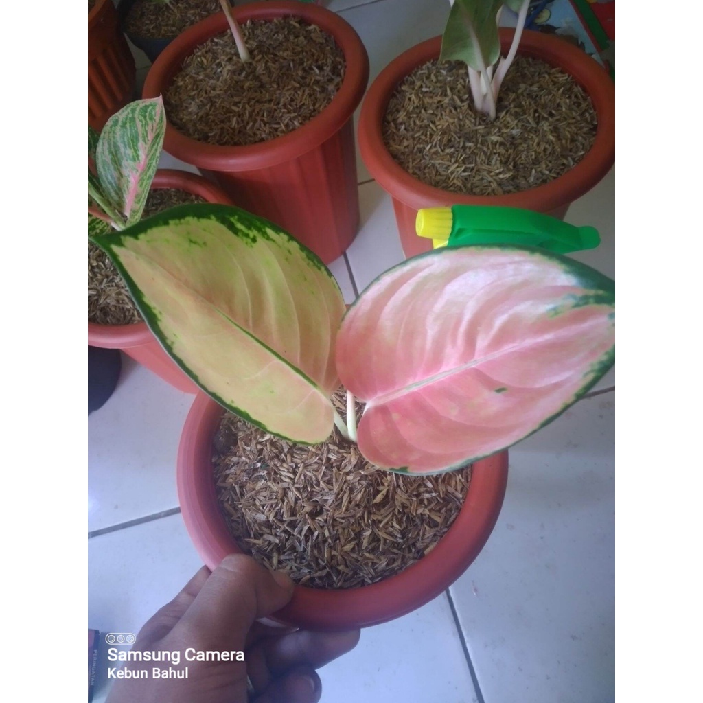 Jual Anakan Aglonema SULTAN BRUNAI 2-3 DAUN(real pict) | Shopee Indonesia