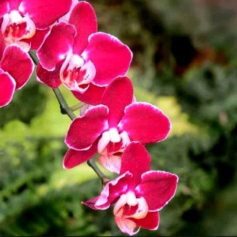 Jual tanaman hias anggrek dendrobium red white (bunga purple) | Shopee ...