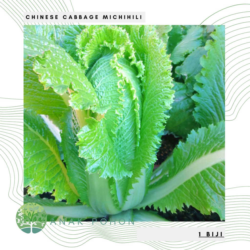 Jual Benih Bibit Biji - Chinese Cabbage Michihili Napa Cabbage Kubis ...