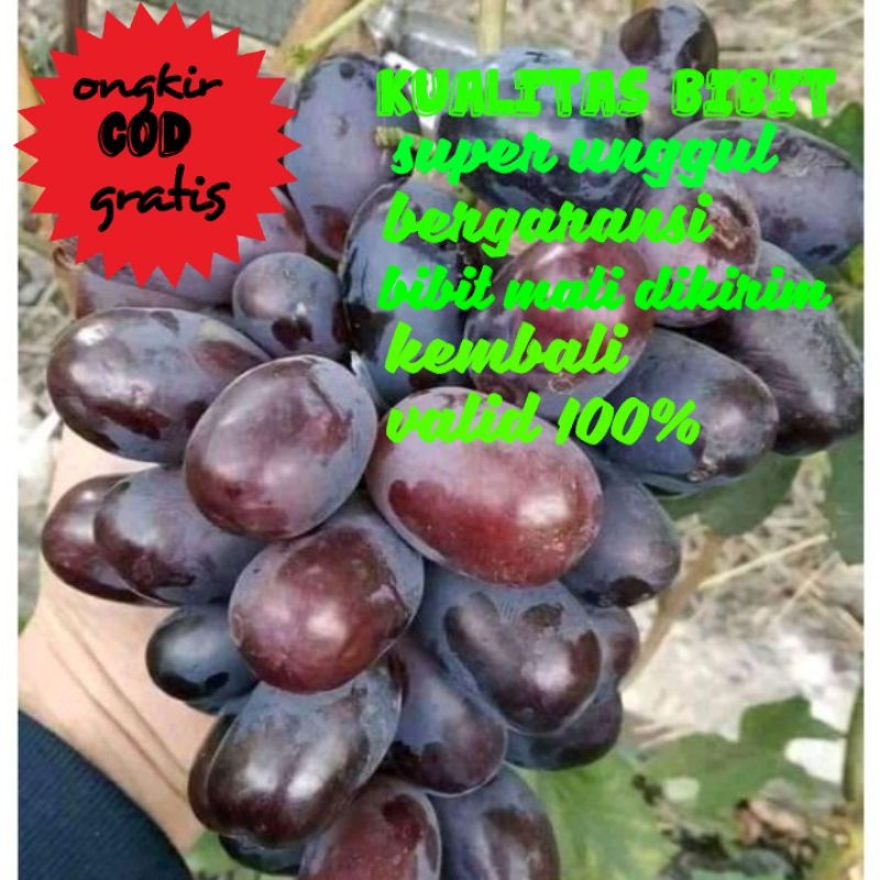 Jual BIBIT ANGGUR IMPORT ALVIKA, SUPER GENJAH SUPER BESAR | Shopee ...