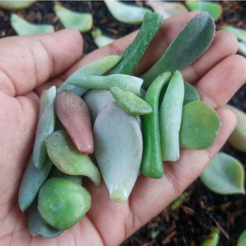 Jual Bibit Propagasi Sukulen Bibit Sekulen Propagasi Succulent | Shopee ...