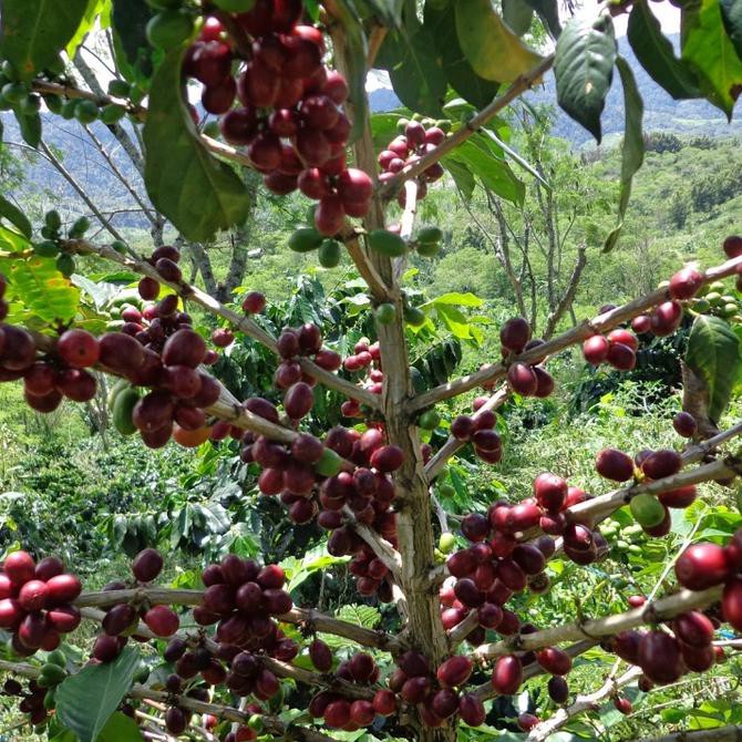 Jual Jual 5 Ons Biji Benih Kopi Ateng Unggulan | Shopee Indonesia Jual Jual 5 Ons Biji Benih Kopi Ateng Unggulan | Shopee Indonesia
