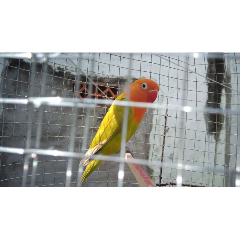 Jual LOVEBIRD PASTEL KUNING ( PENGIRIMAN UNTUK WILAYAH SUMATERA SELATAN ...