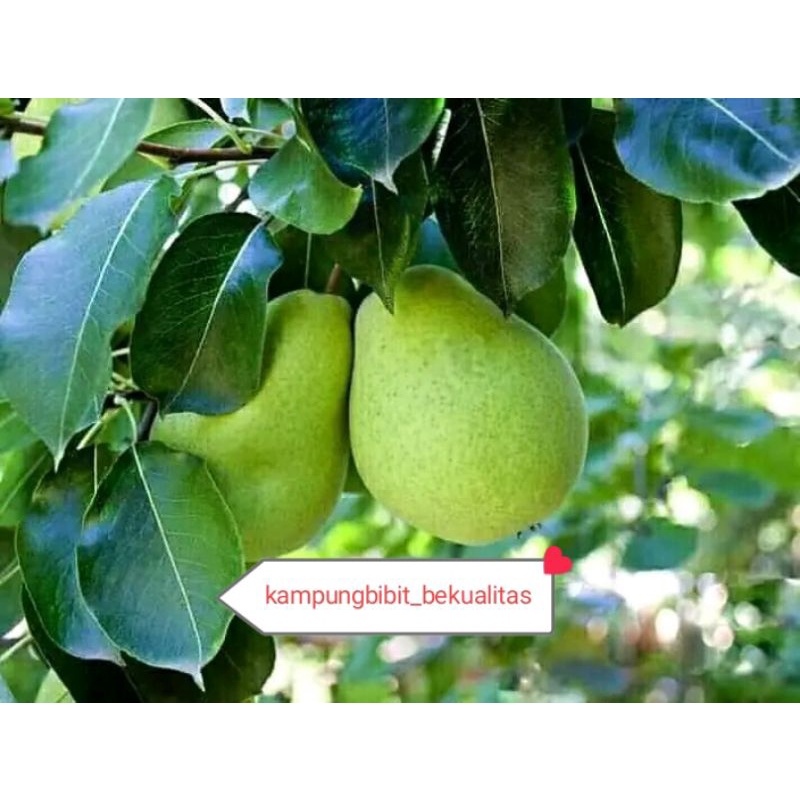 Jual pear hijau madu cangkok siap berbuah | Shopee Indonesia