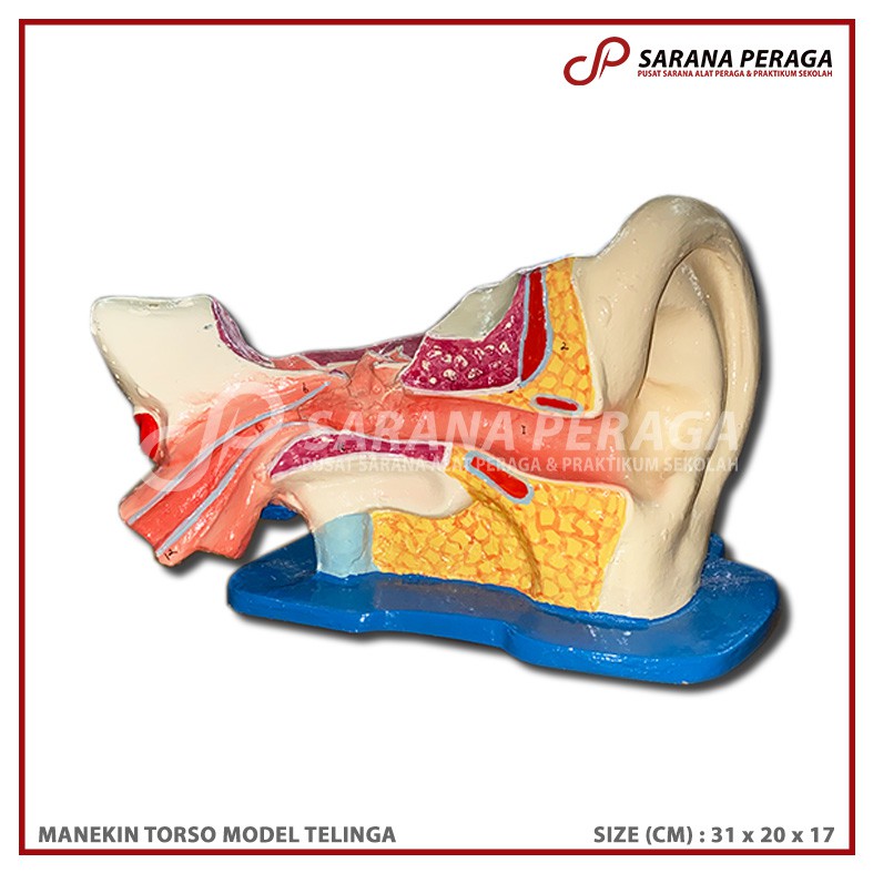 Jual SaranaPeraga - Manekin Torso Model Telinga - Alat Peraga ...