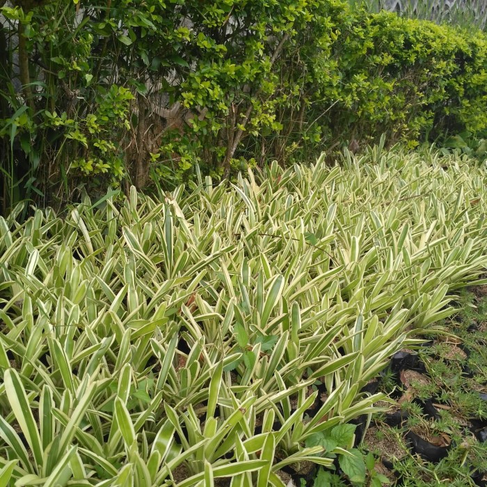 Jual Tanaman bromelia varigata Tanaman bromel putih Tanaman bromel ...