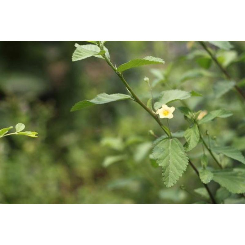 Jual daun sadagori 500grm | Shopee Indonesia