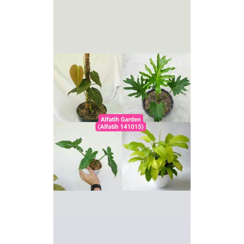 Jual PROMO//Paket 4 tanaman hias philodendron-Tanaman hias-PROMO ... Jual PROMO//Paket 4 tanaman hias philodendron-Tanaman hias-PROMO ...