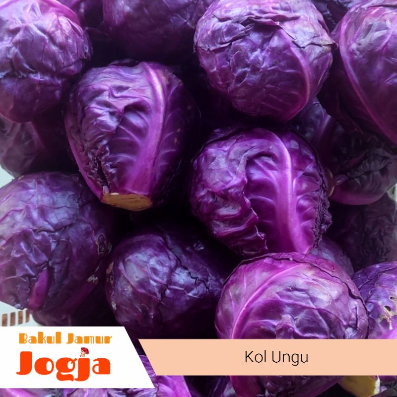 Jual KOL UNGU/KUBIS UNGU (500 gram) | Shopee Indonesia