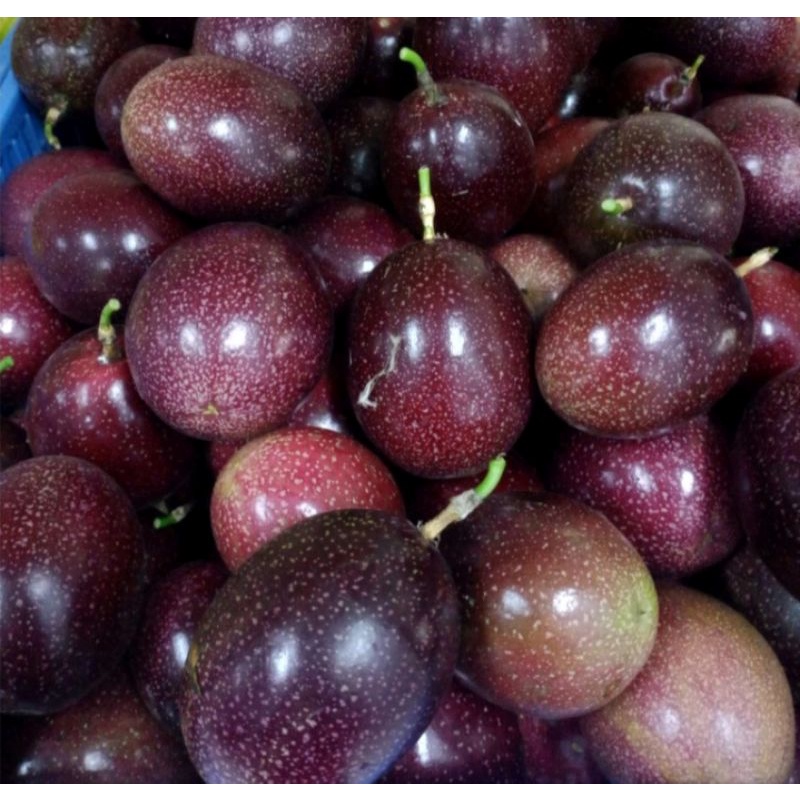 Jual MARKISA UNGGU/MERAH madu manis SEGAR PER kg | Shopee Indonesia