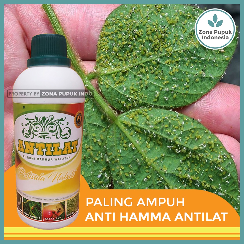 Jual Pupuk Pestisida Organik Cair Pembasmi Hama Obat Anti Hama Racun Kutu Daun ANTILAT | Shopee ...