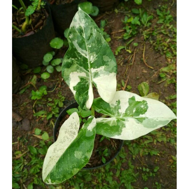 Jual Tanaman hias Sente variegata | Shopee Indonesia