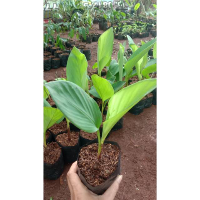 Jual Tanaman herbal temu kunci/pohon temu konci | Shopee Indonesia