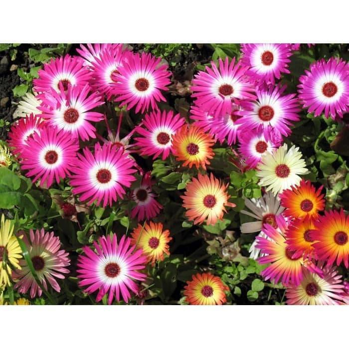 Jual Benih Biji Bunga Kertas DAISY LIVINGSTONE Mix Warna isi 200 biji ...