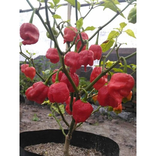 Jual 7 BUTIR BIJI/BENIH CABE TERPEDAS DIDUNIA CAROLINA REAPER | Shopee ...