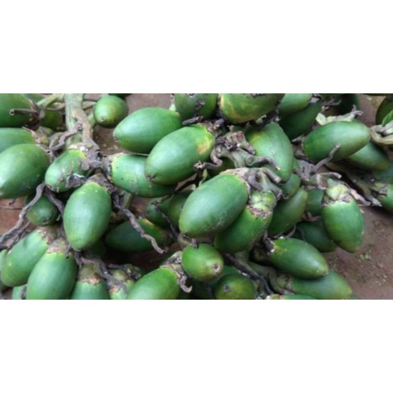 Jual buah pinang muda fresh/1kg | Shopee Indonesia
