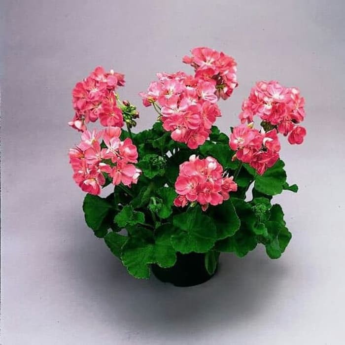 Jual Tanaman Geranium bunga pink putih - geranium zonal patriot bright ...