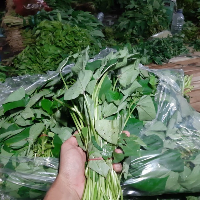 Jual Sayur Daun Ubi Jalar/Daun Ketela Rambat 1 ikat | Shopee Indonesia