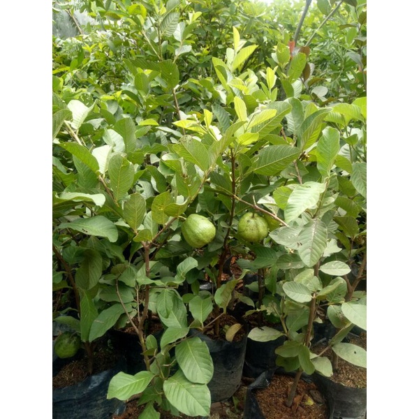 Jual Tanaman Buah Jambu Kristal Jumbo Super Manis Sedang Berbuah ...