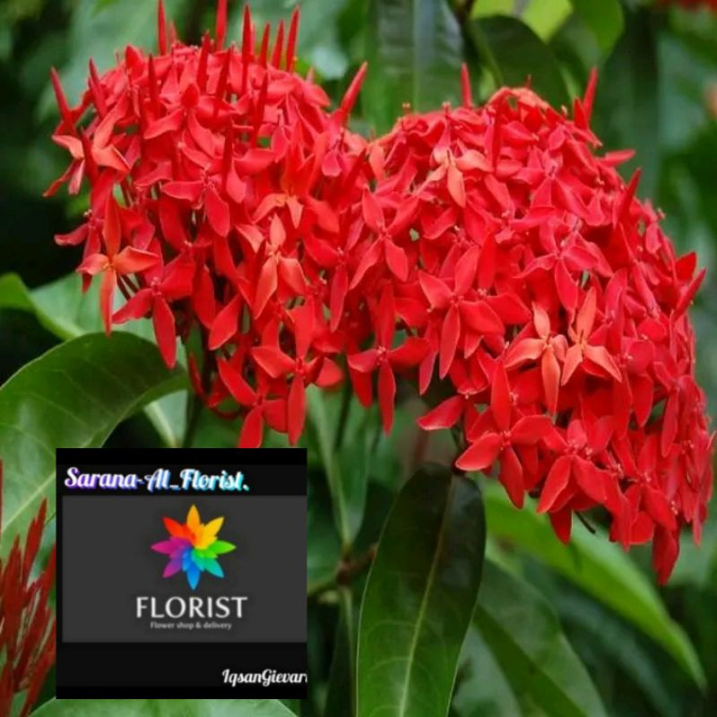 Jual Tanaman hias Soka/ixora chinensis merah | Shopee Indonesia