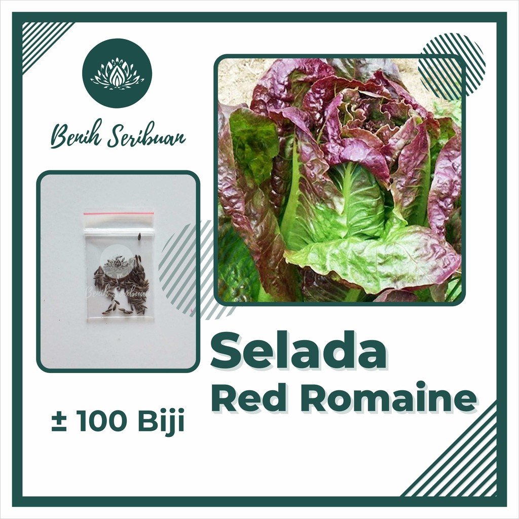 Jual 100 Benih Bibit Selada Romaine Merah Sayuran Lettuce Red Romaine Sayur Kaya Gizi Known You ...