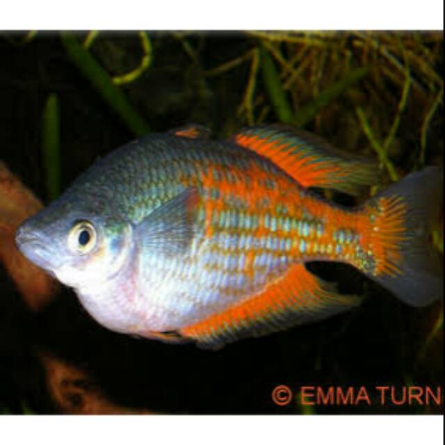 Jual Parkinsoni Orange Rainbow Fish Melanotaenia Rainbowfish | Shopee ...