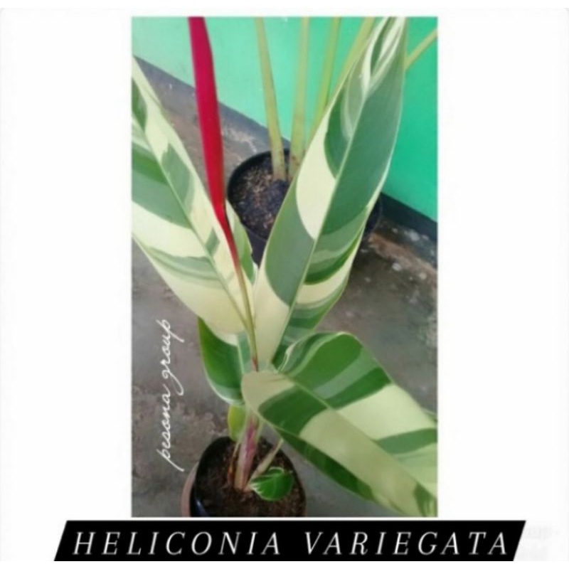 Jual tanaman hias heliconia varigata / pisang pisangan varigata ...