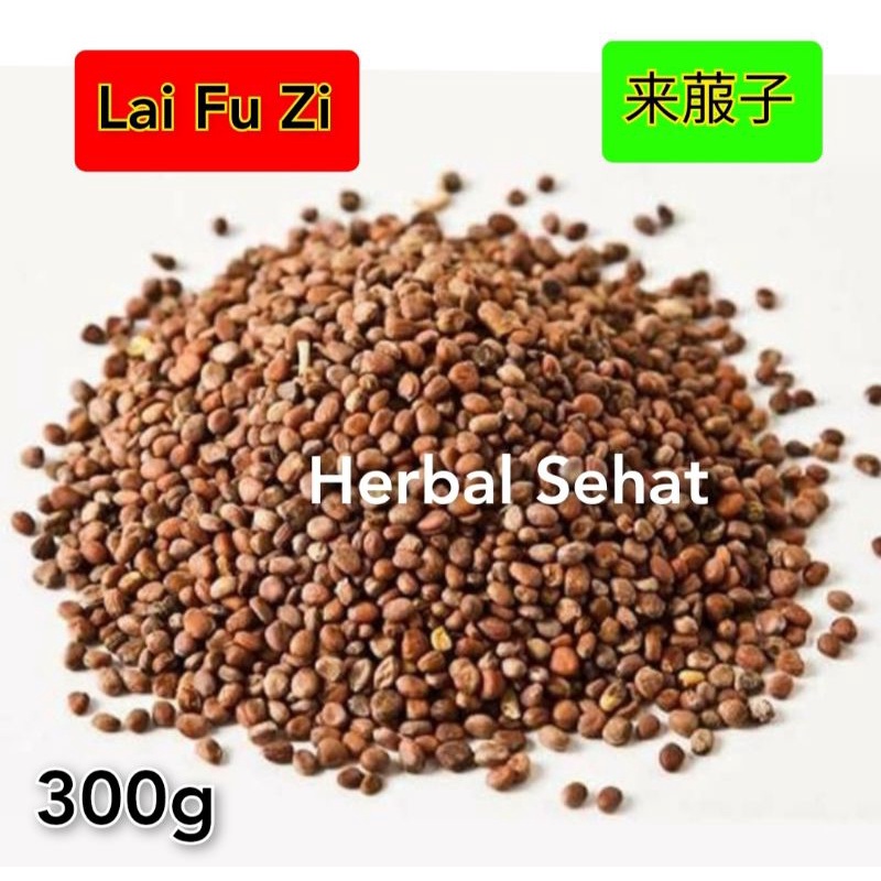 Jual Lai Fu Zi 300 Gram - Radish Seed 莱菔子 Semen Raphani Sativi | Shopee ...