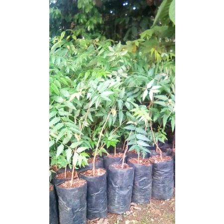 Jual BIBIT TANAMAN MIMBA // MIMBO // TANAMAN OBAT KELUARGA // TANAMAN ...