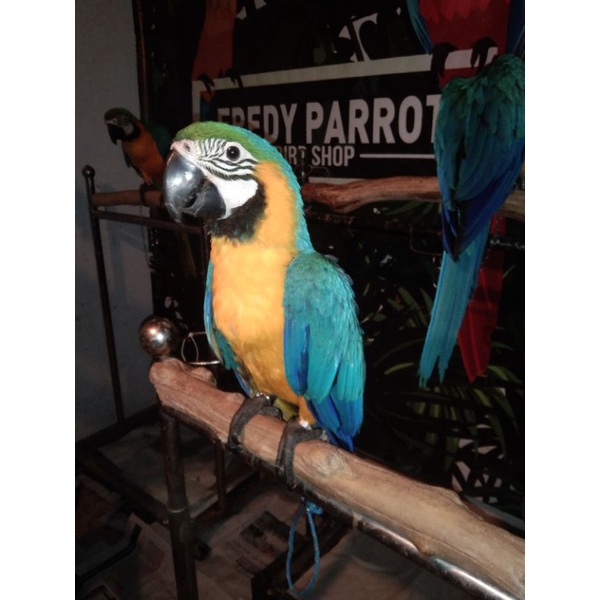 Jual Burung BnG (Blue And Gold)Macaw | Shopee Indonesia