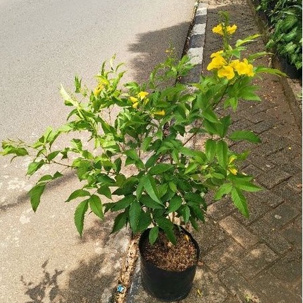 Jual Tanaman tekomaria bunga kuning terompet / pohon tekomas bunga ...