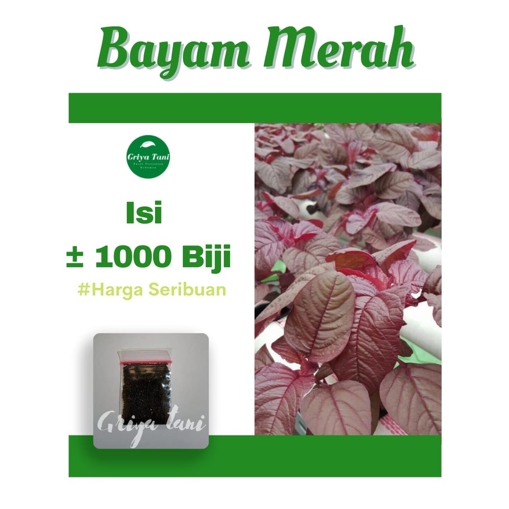 Jual Griyatani KBM Bibit Bayam 1000 Benih Bibit Bayam Sayuran Unggul ...