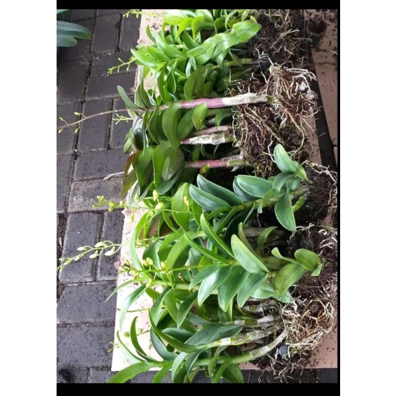 Jual tanaman hias anggrek dendrobium putih siap berbunga | Shopee Indonesia