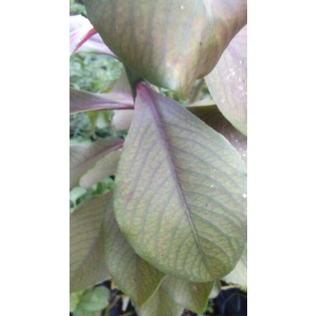 Jual daun tembaga | Shopee Indonesia