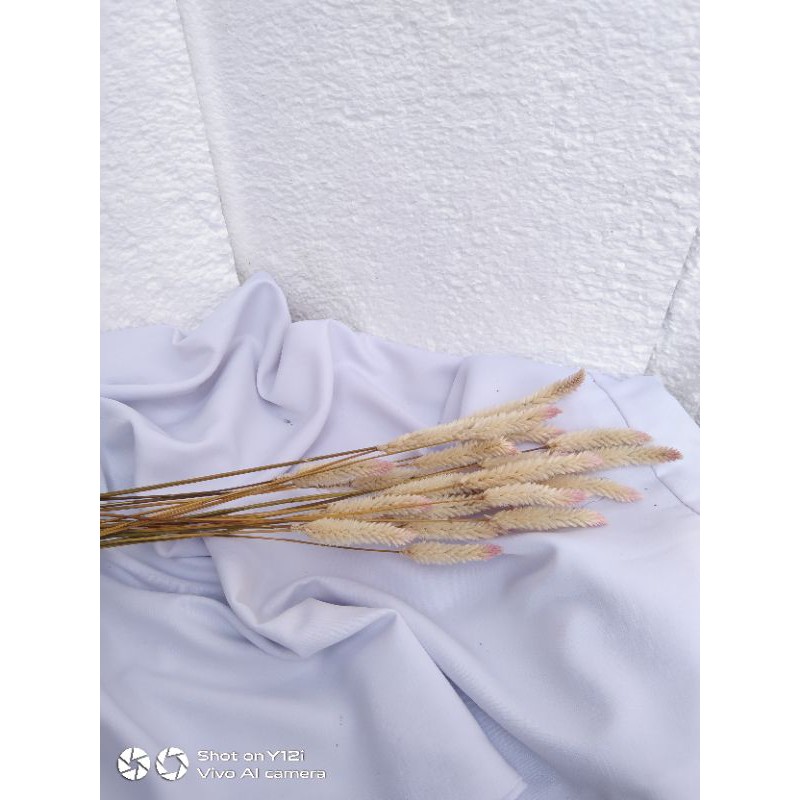 Jual BOROCO BUNGA KERING WARNA NATURAL / BOROCO DRIED FLOWER | Shopee ...