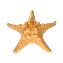 Jual Bintang laut choco chip seastar starfish Protoreaster nodosus ...