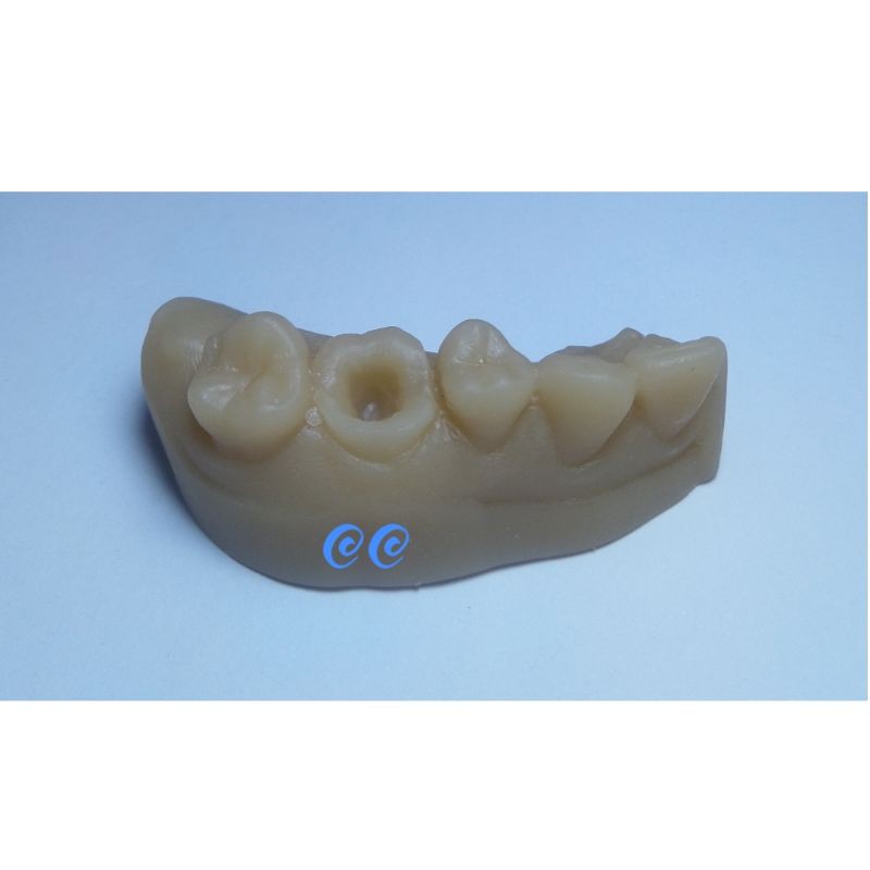 Jual model gigi endo /model latihan tambal | Shopee Indonesia