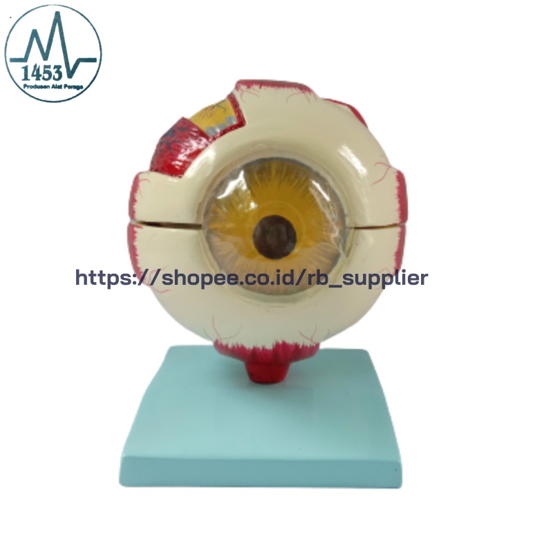 Jual Model Mata Anatomi-Manekin Mata Bulat-Torso Mata Manusia-Alat ...