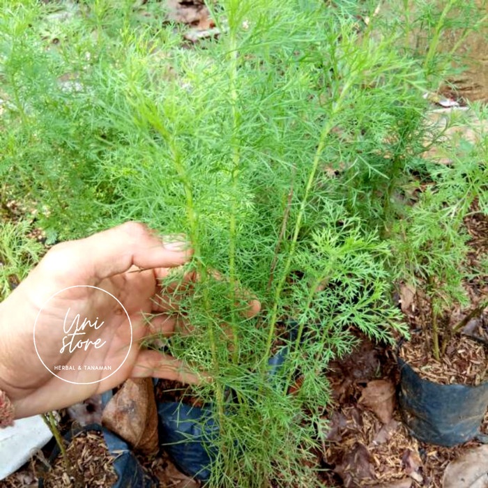 Jual (COD) Bibit stek tanaman cemara air - tanaman pagar - rumput pagar ...