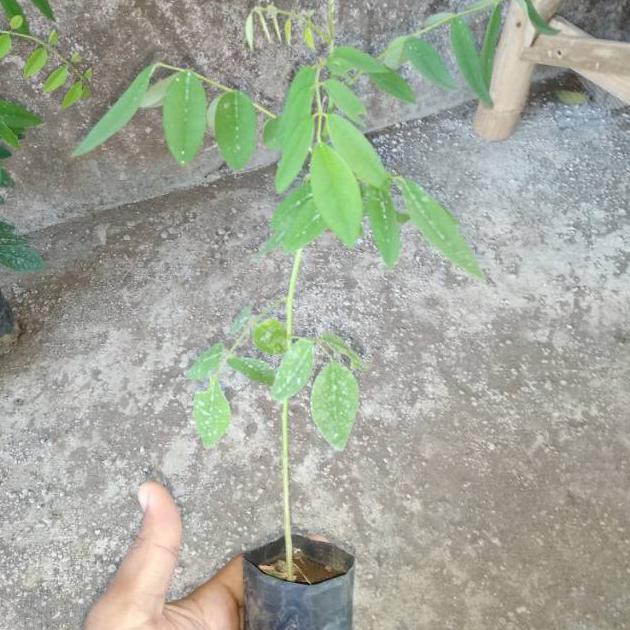 Jual 10 Bibit Indigofera | Shopee Indonesia
