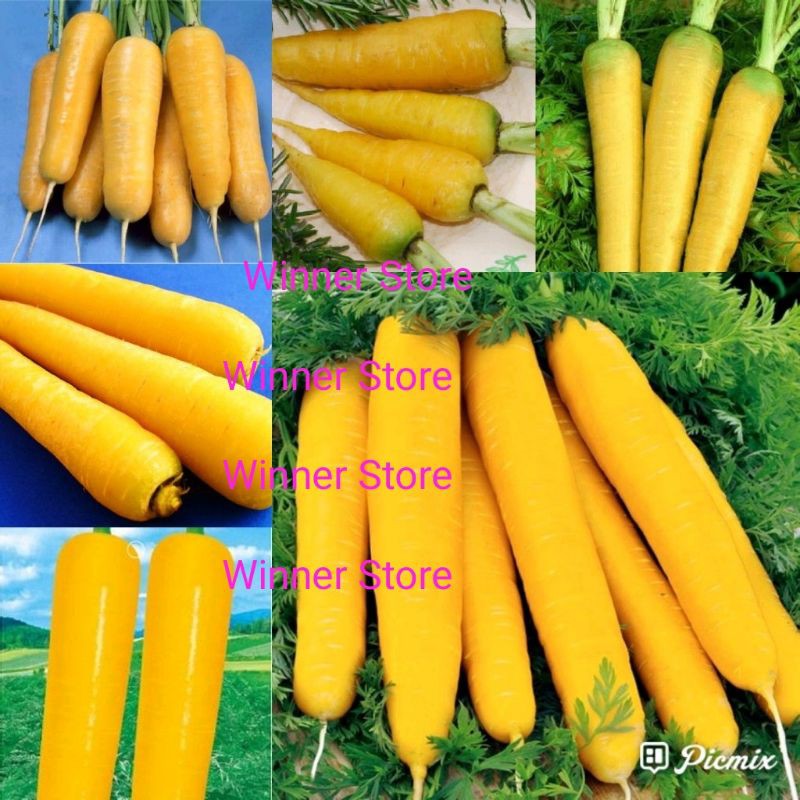 Jual Bibit Benih Wortel kuning (10 Butir) | Shopee Indonesia
